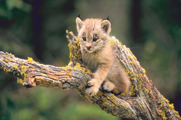 LINCE IBERICO